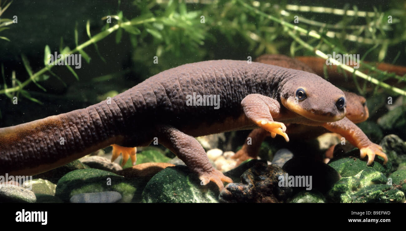 California Newt Taricha torosa a Native of the Santa Cruz Mountains ...