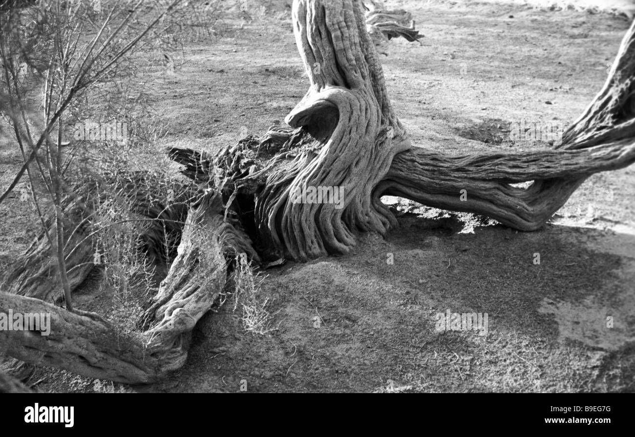 A haloxylon stem in the Karakum reserve Stock Photo - Alamy