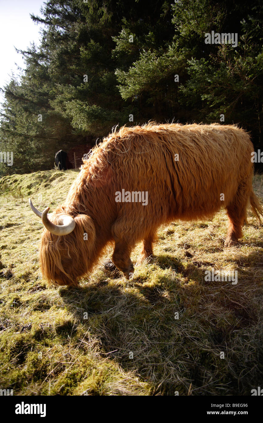 Highland cow,sun kissed.grazing Stock Photo - Alamy