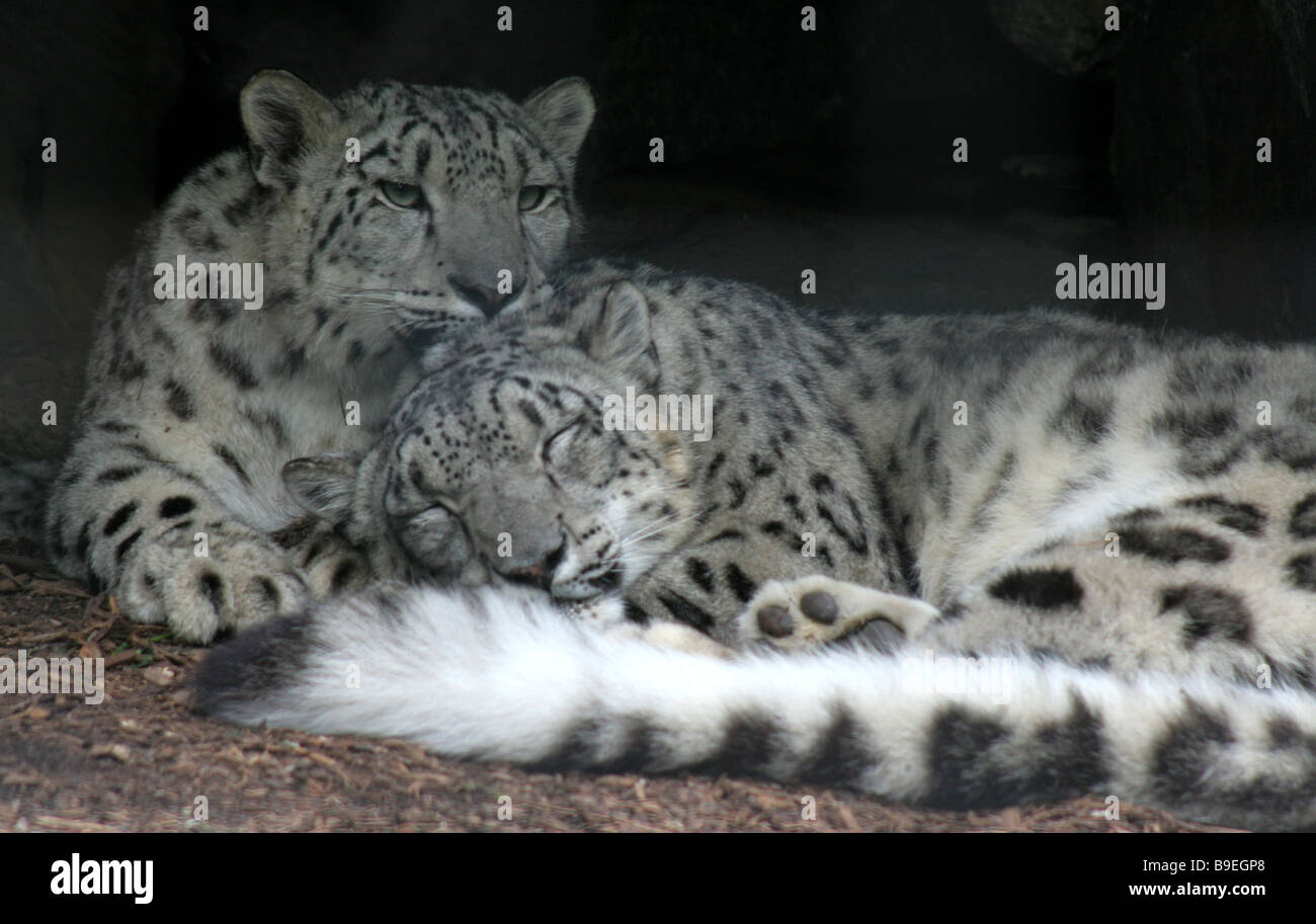 Cuddling Snow Leopards Stock Photo - Alamy
