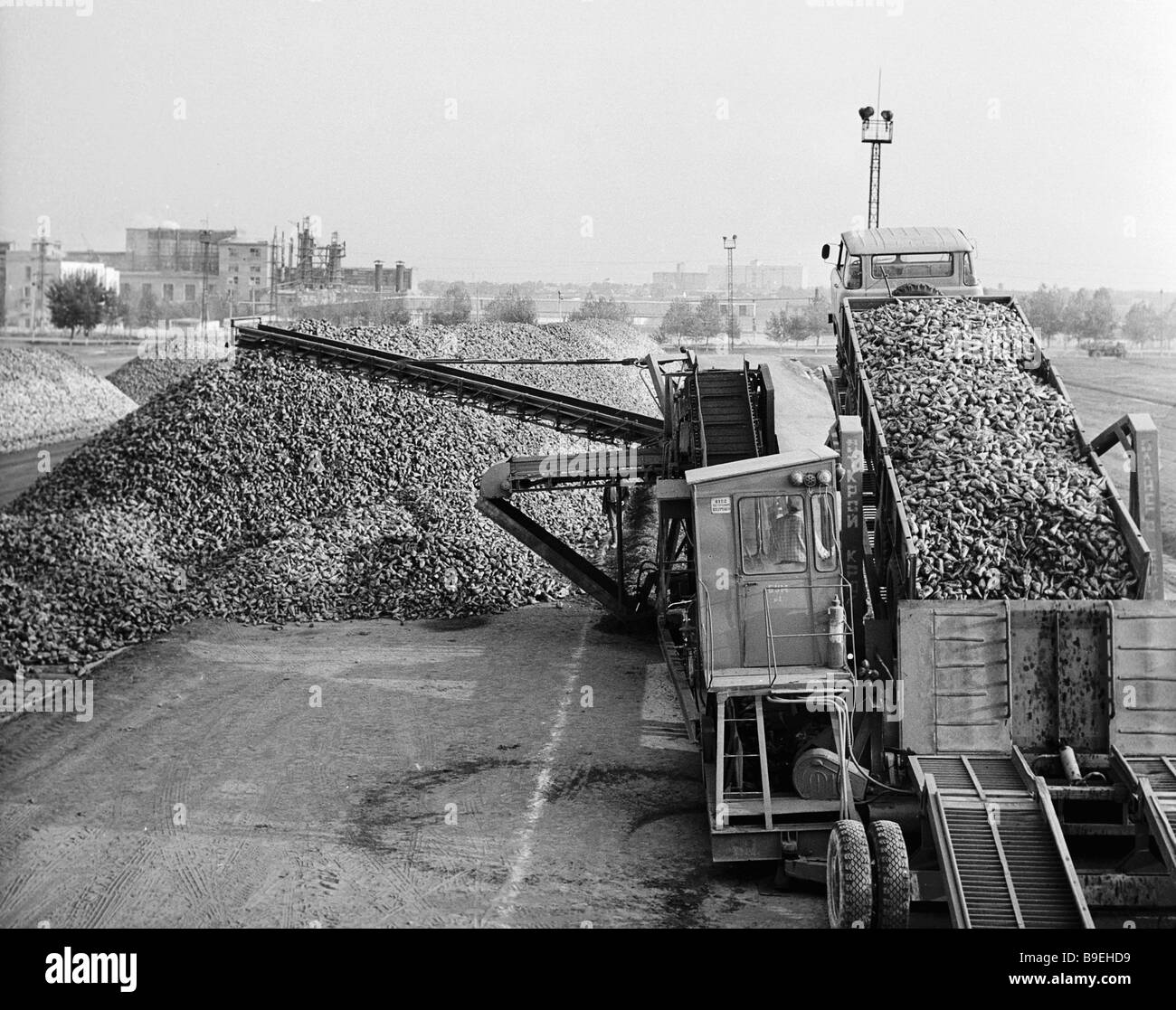 Unloading beets at the sugar refinery of the Leningradskaya Stanitsa ...