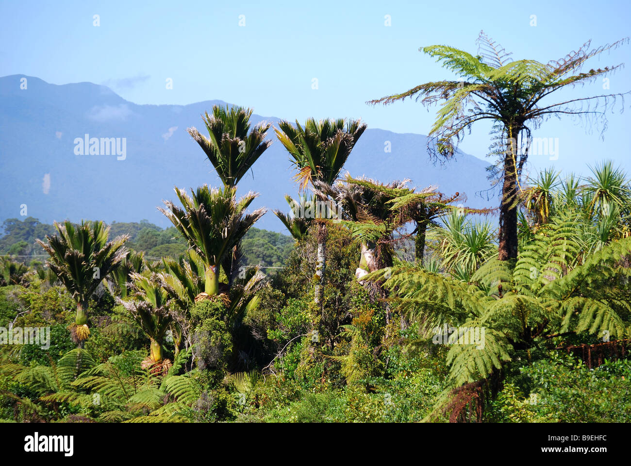 Nikau Palm trees, Punakaiki, Paparoa National Park, West Coast, South ...