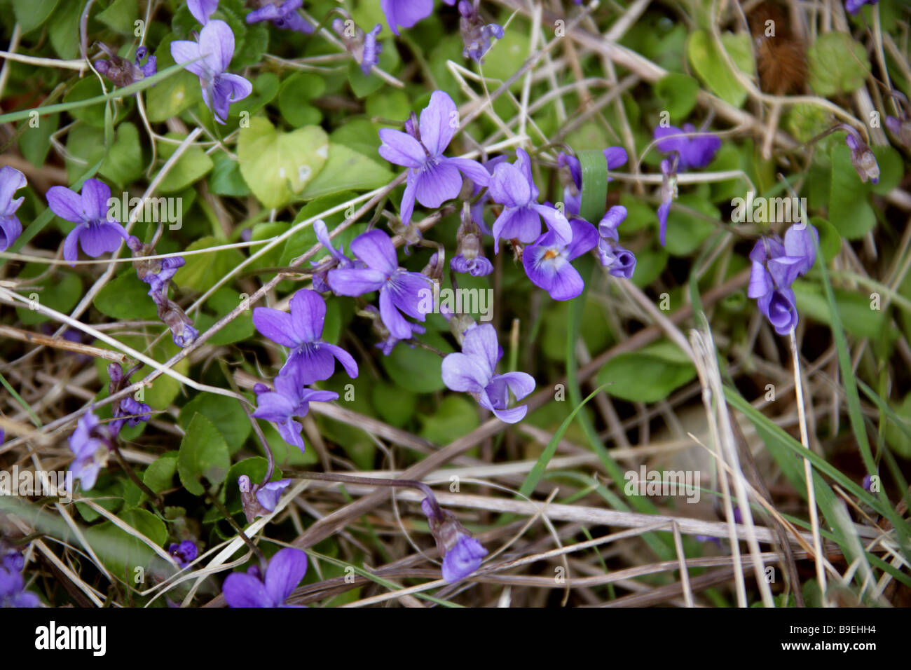 Violaceae violet hi-res stock photography and images - Alamy