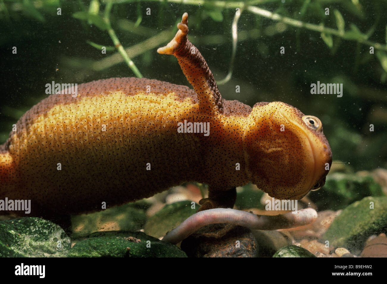 California Newt Taricha torosa a Native of the Santa Cruz Mountains ...