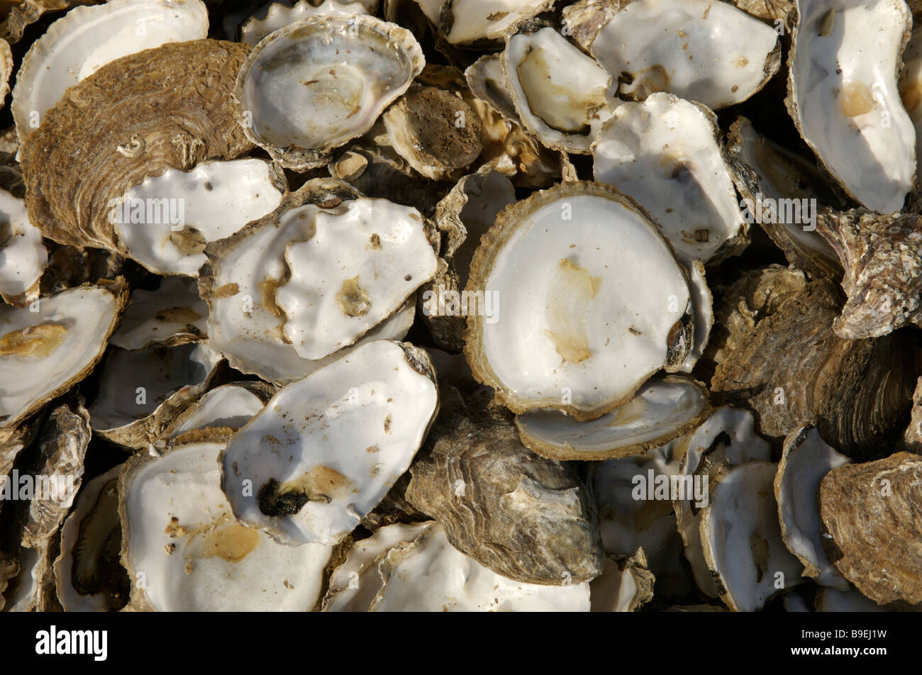 Used Oyster shells Stock Photo - Alamy