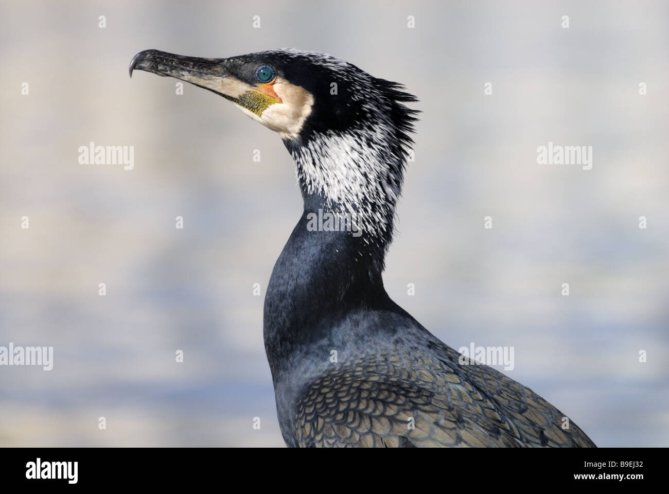 A close-up shot of the head of a Cormorant with water reflecting and de ...