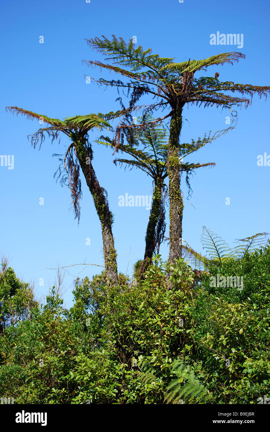 Punakaiki, Paparoa National Park, West Coast, South Island, New Zealand ...