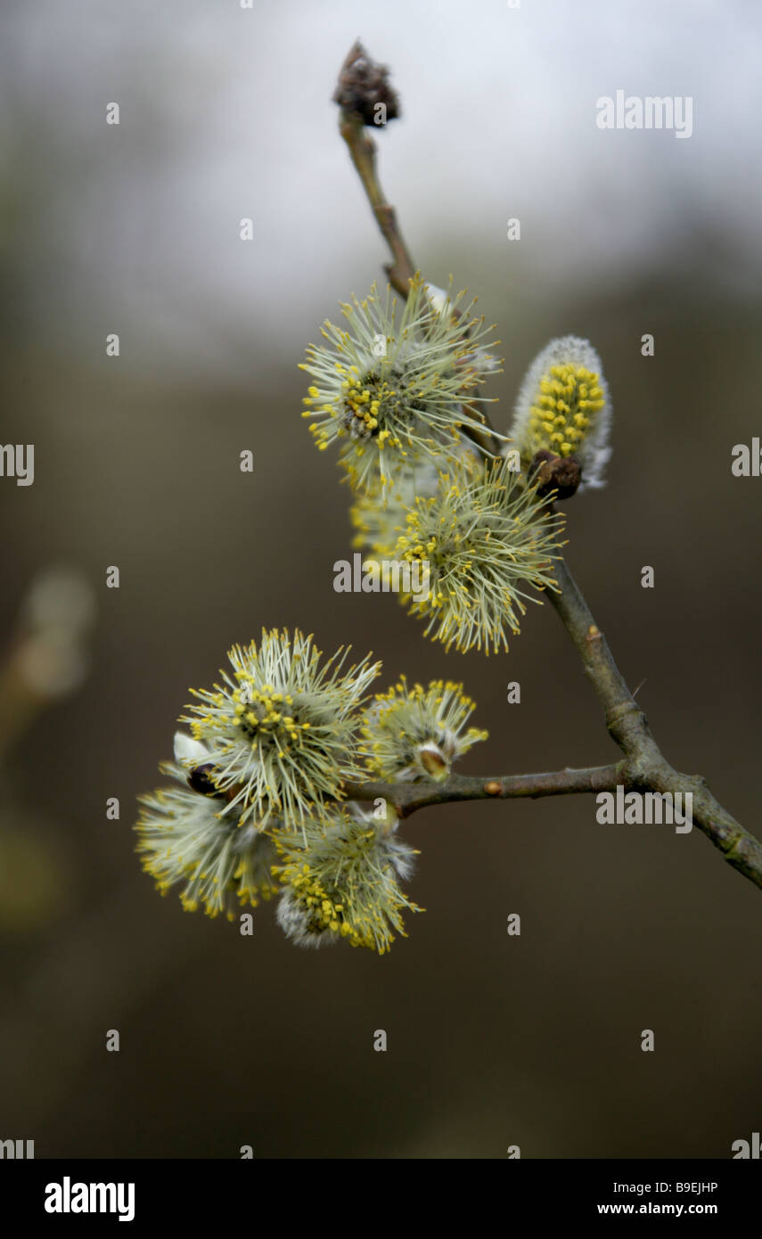 Goat Willow or Great Sallow, Salix caprea, Salicaceae. Pussy Willow ...