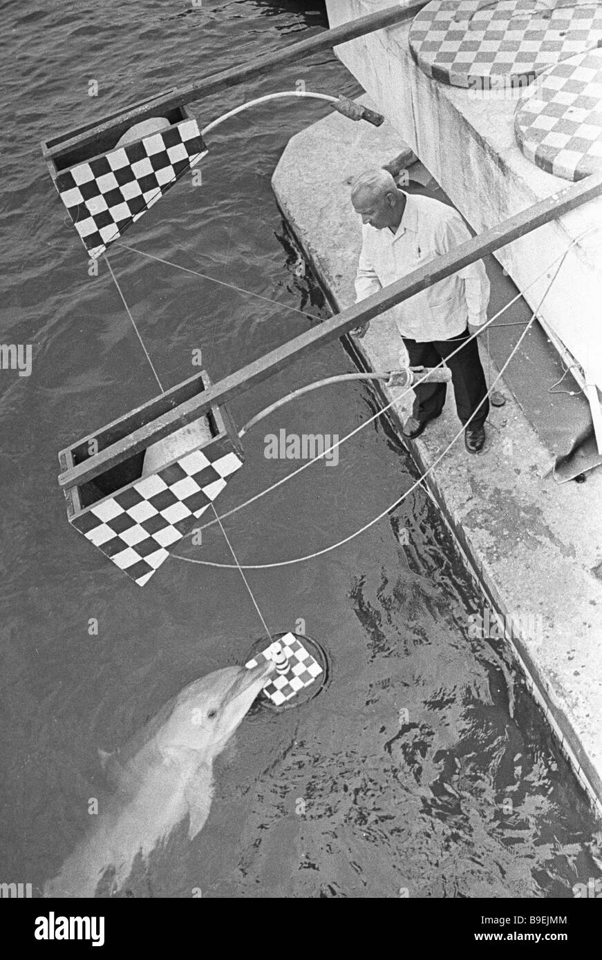 A dolphin in Batumi dolphinarium pool Stock Photo - Alamy