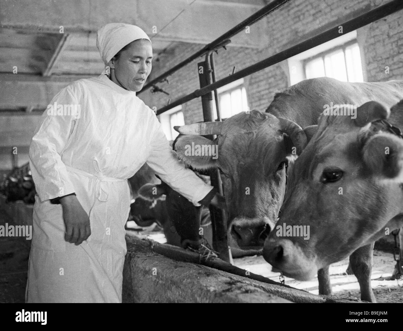 Milkmaid of the Kalinin collective farm in the dairy cow shed Stock ...