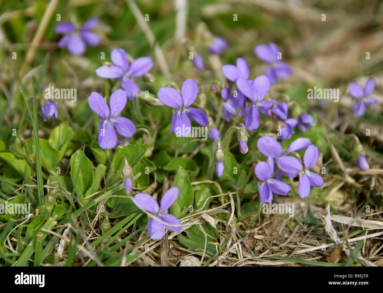 Common Dog Violet, Viola riviniana, Violaceae Stock Photo - Alamy
