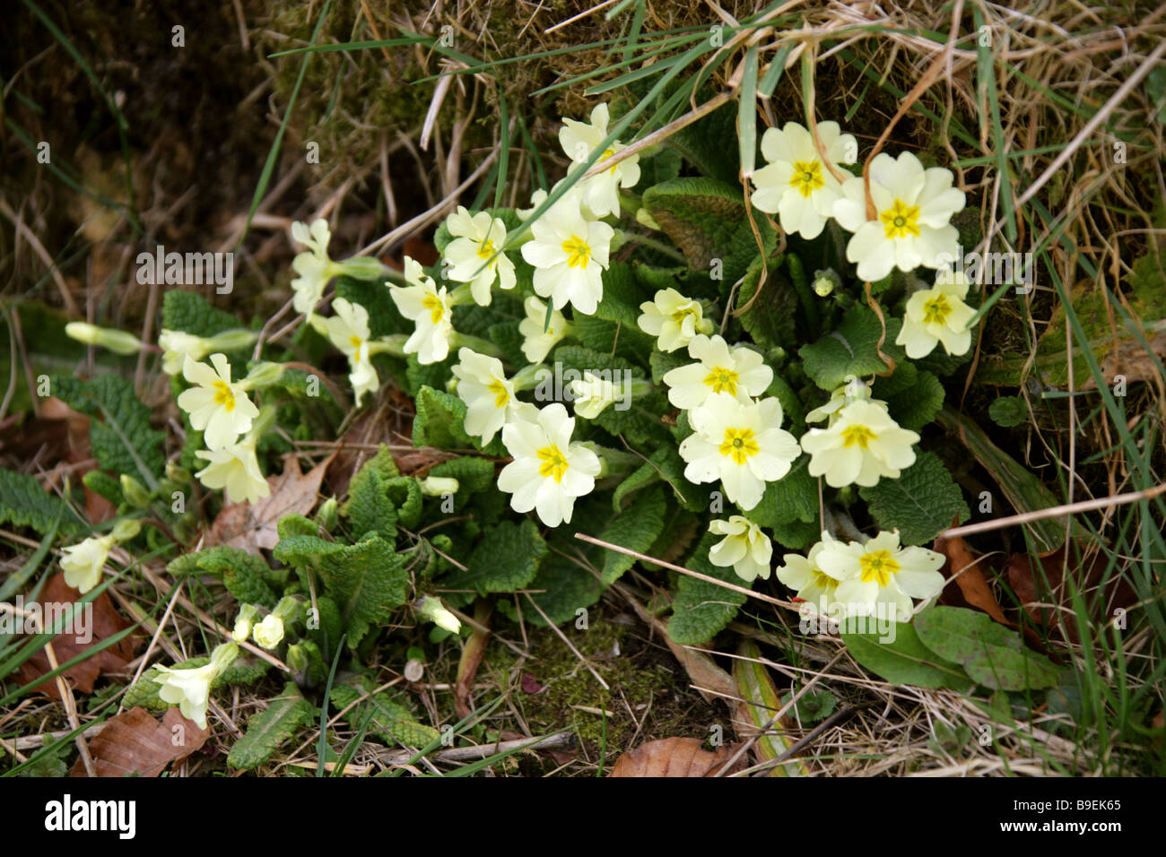 Common Primrose, Primula vulgaris, Primulaceae. British Wild Flower ...