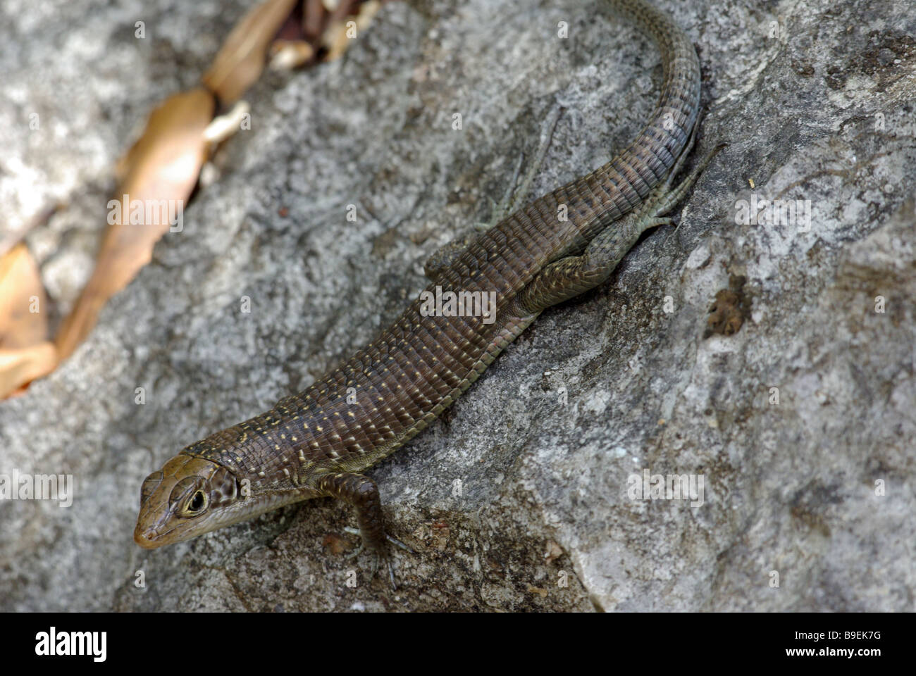 Zonosaurus tsingy hi-res stock photography and images - Alamy