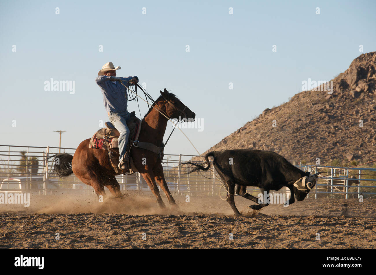 Cowboy lassoing steer Golden Valley Kingman Arizona USA Stock Photo - Alamy