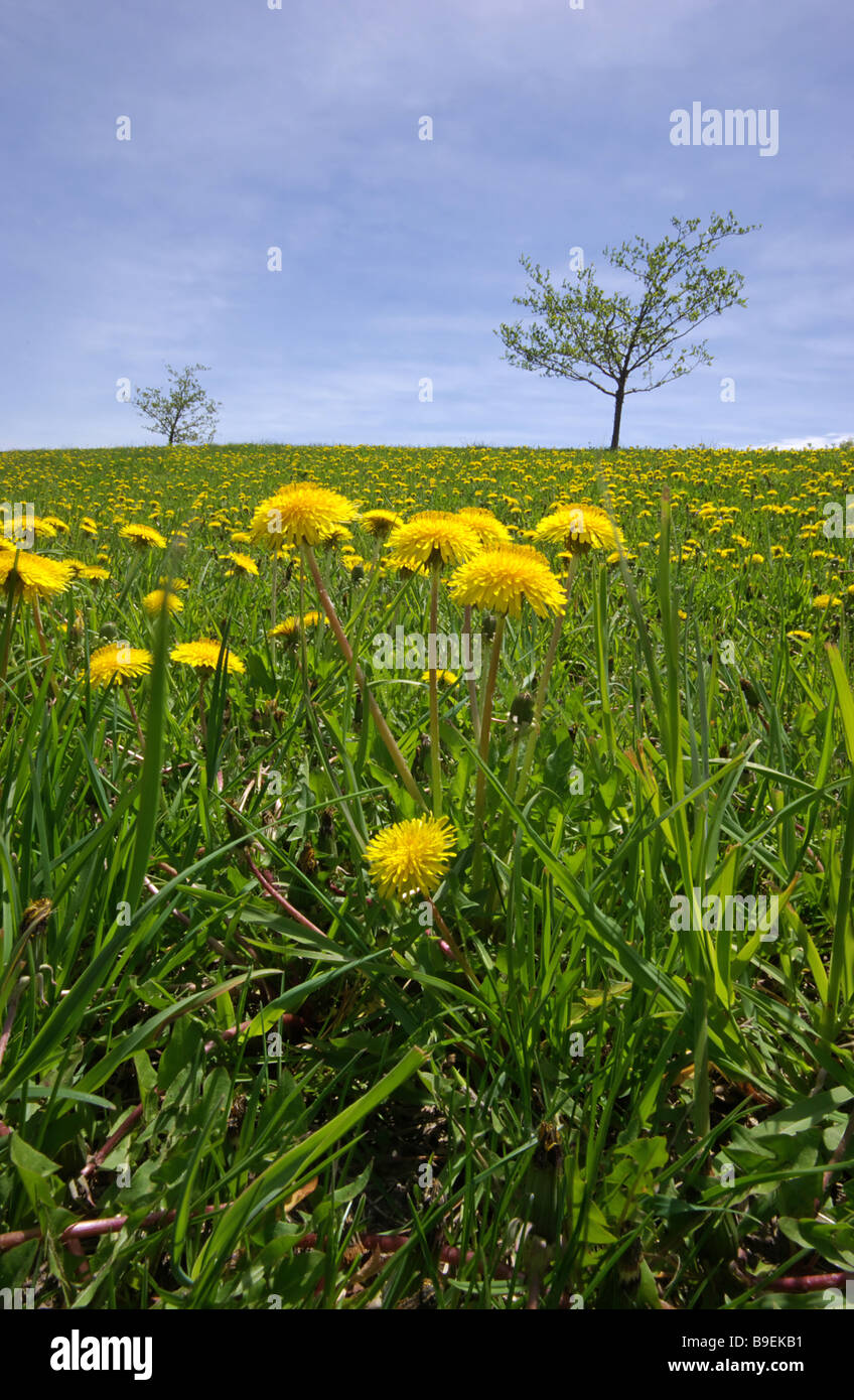 Dandelions low angle hi-res stock photography and images - Alamy