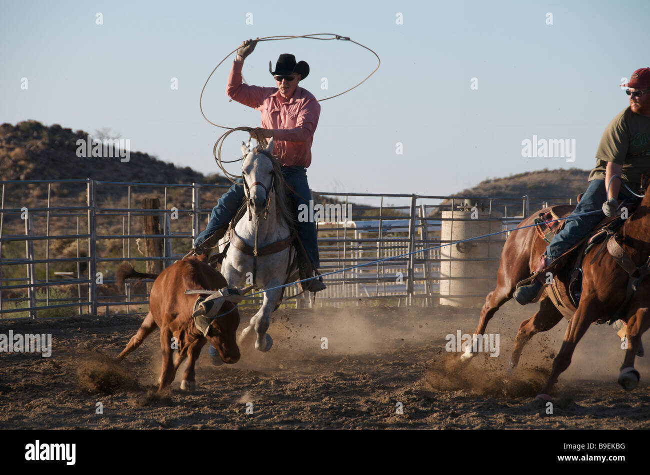 Cowboys lassoing steer Golden Valley Kingman Arizona USA Stock Photo ...