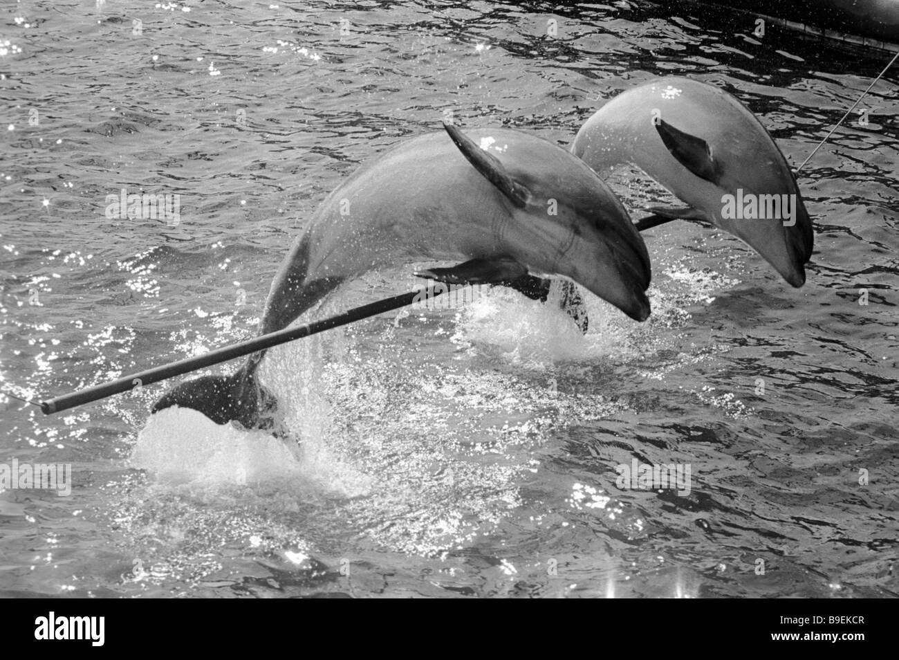 Batumi dolphinarium animals Stock Photo - Alamy