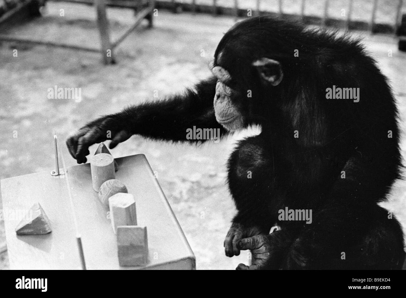 Chimp named Taras setting bricks during an experiment Stock Photo - Alamy
