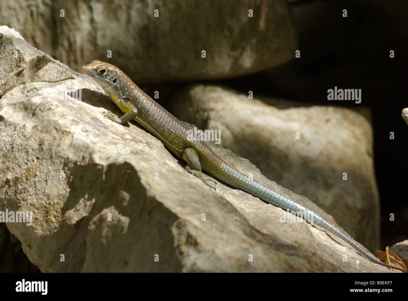 Zonosaurus tsingy hi-res stock photography and images - Alamy