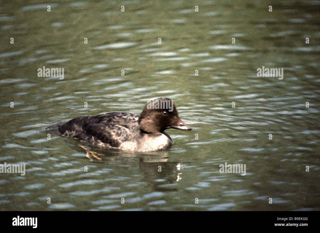 A buffle headed duck in the Darwin nature preserve Stock Photo - Alamy