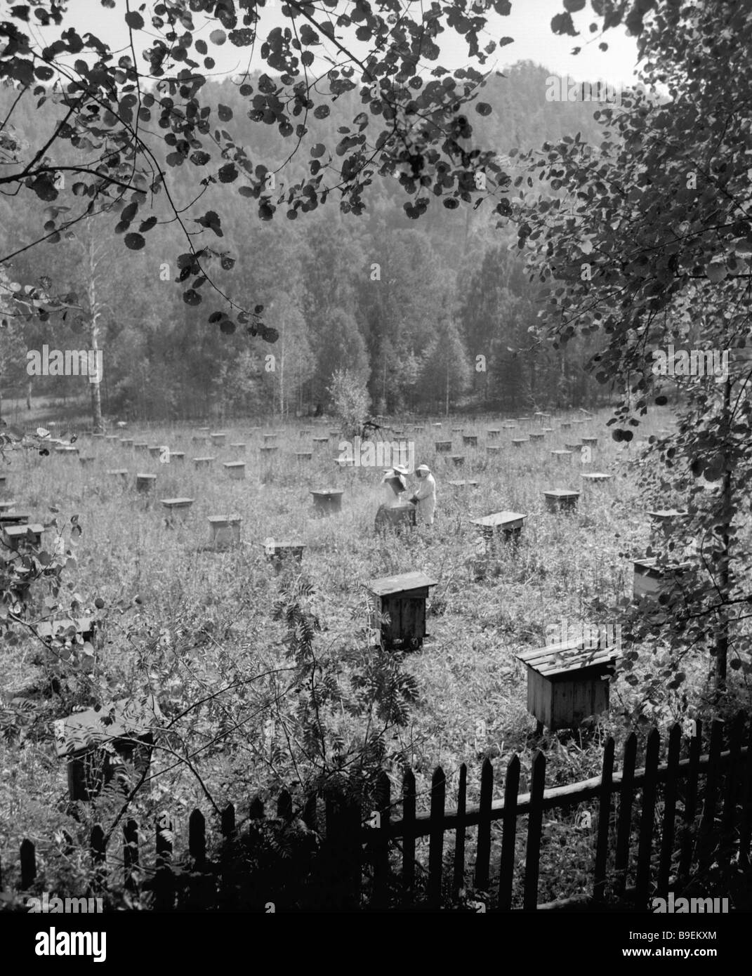 Bashkir forest apiary Stock Photo - Alamy