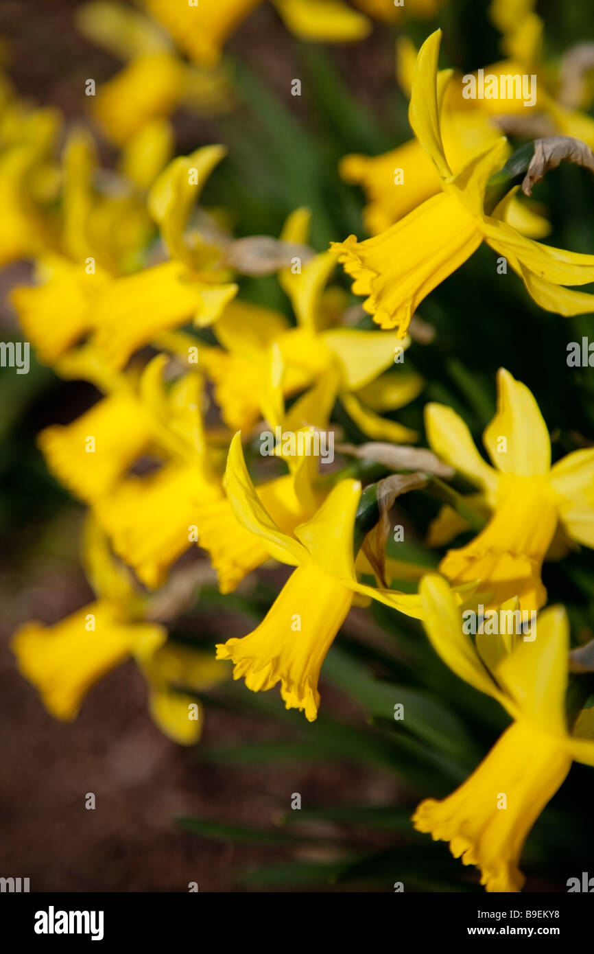 Spring in a park Stock Photo - Alamy
