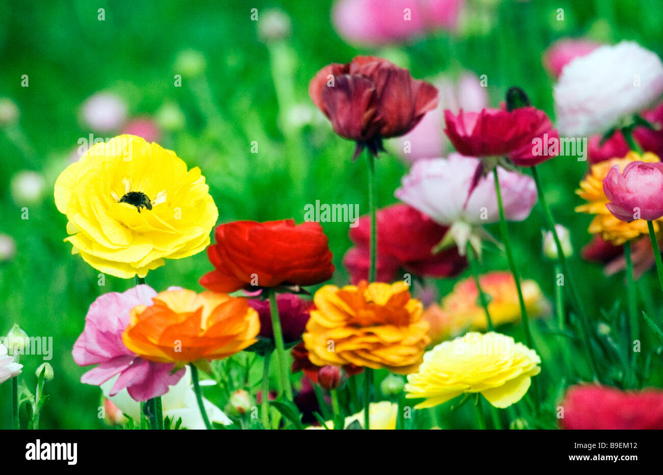 The ranunculus in bloom at the Flower Fields in Carlsbad, California ...