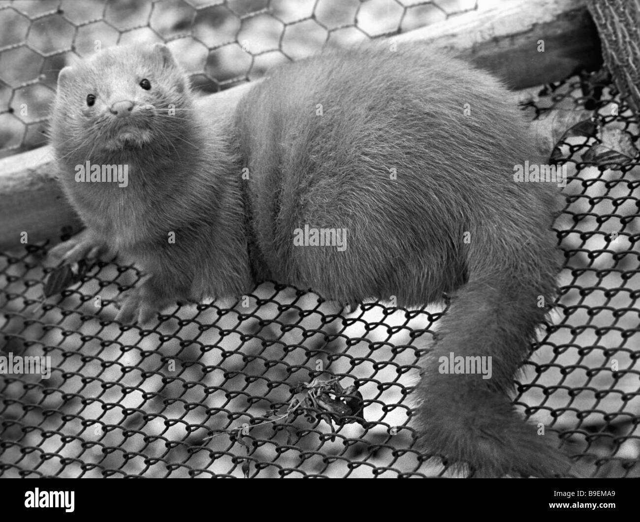 A blue mink at the Petrovsky fur farm Stock Photo - Alamy