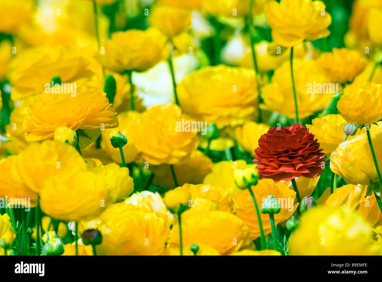 The ranunculus in bloom at the Flower Fields in Carlsbad, California ...