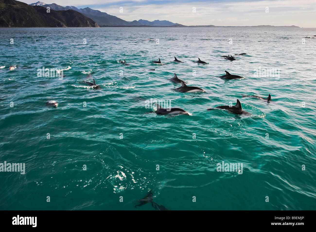 Dolphin encounter tour hi-res stock photography and images - Alamy
