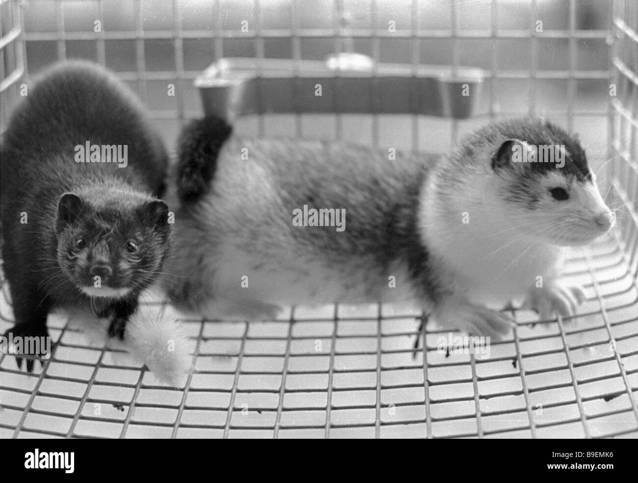 Color minks of the Guryevsky animal breeding farm recognized as the ...