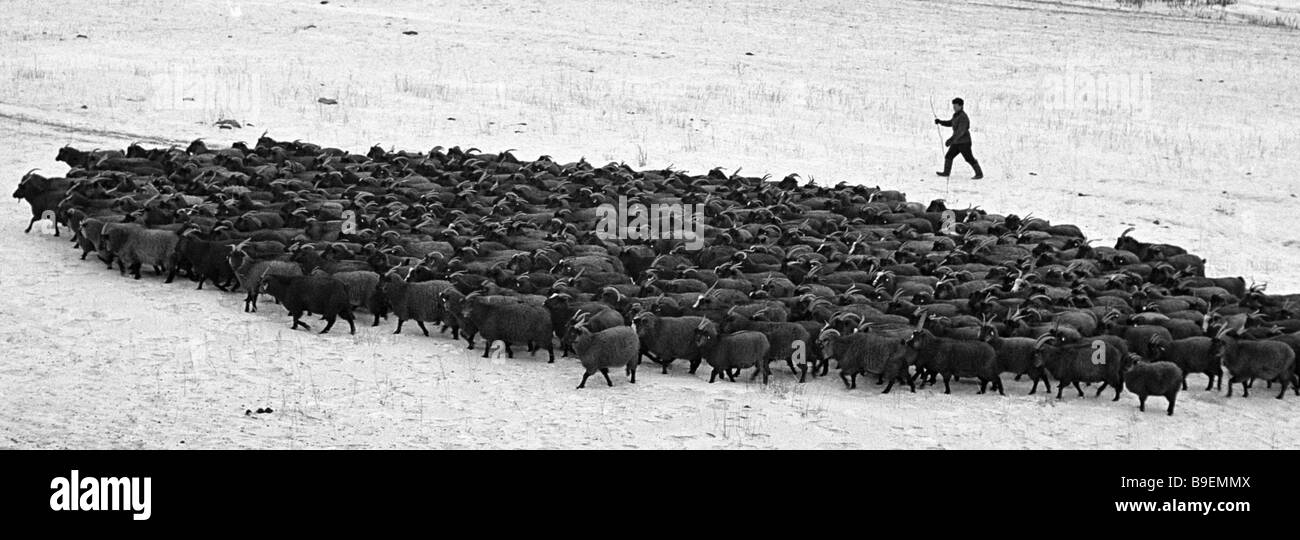 Downy goats on the grazing grounds Stock Photo - Alamy