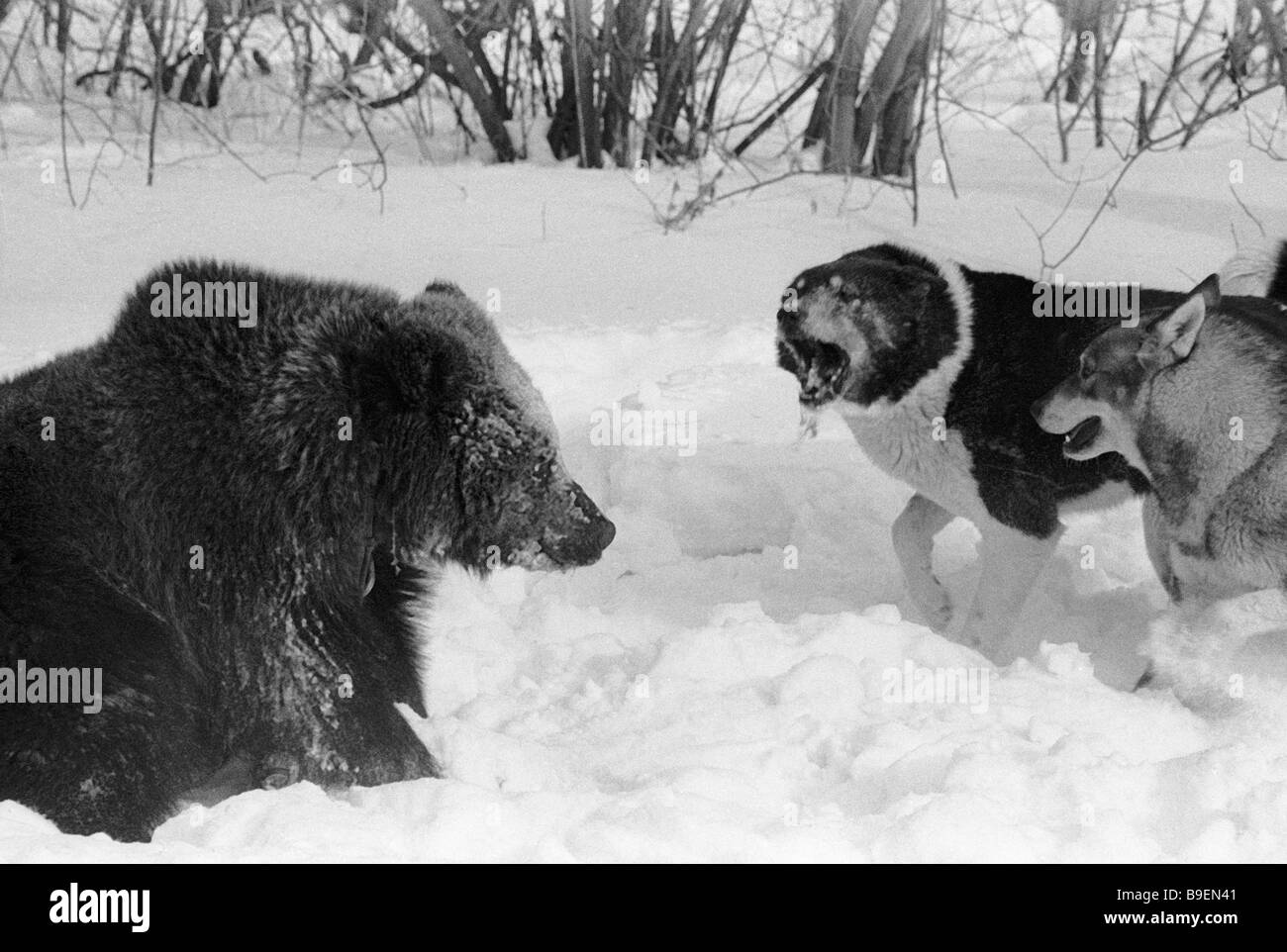 Hounds barking at a bear in the woods Stock Photo - Alamy