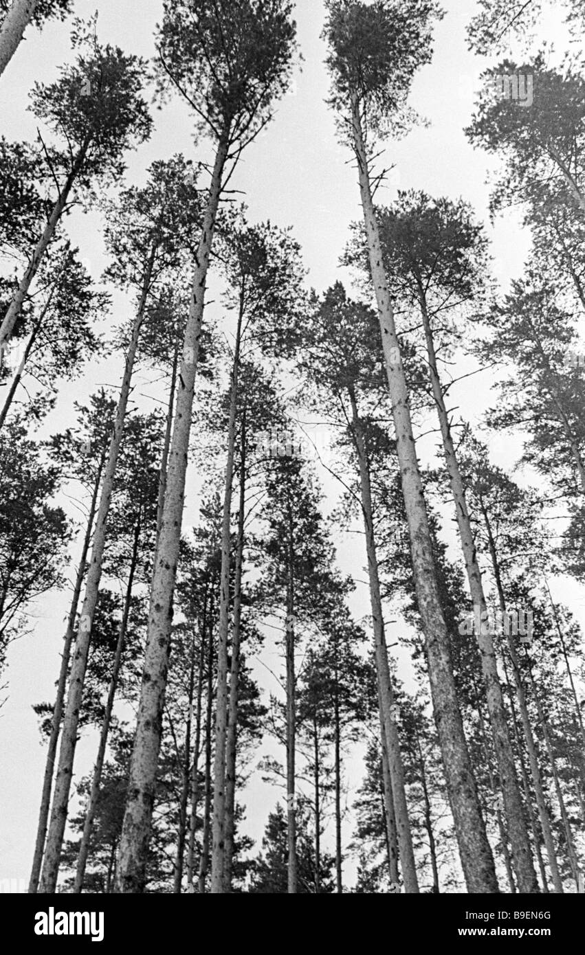 Sand pine forest in Lahemaa National Park Stock Photo - Alamy