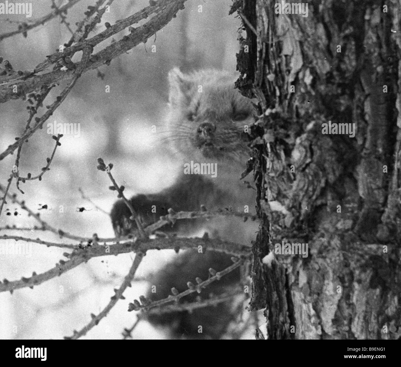 The sable that inhabits taiga Evenkia Stock Photo - Alamy