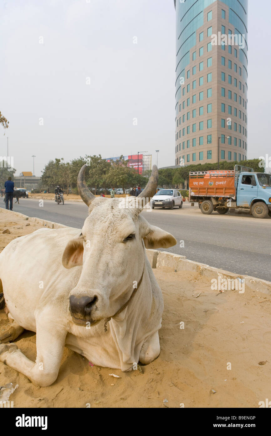 Sacred cow hinduism india religion hi-res stock photography and images ...