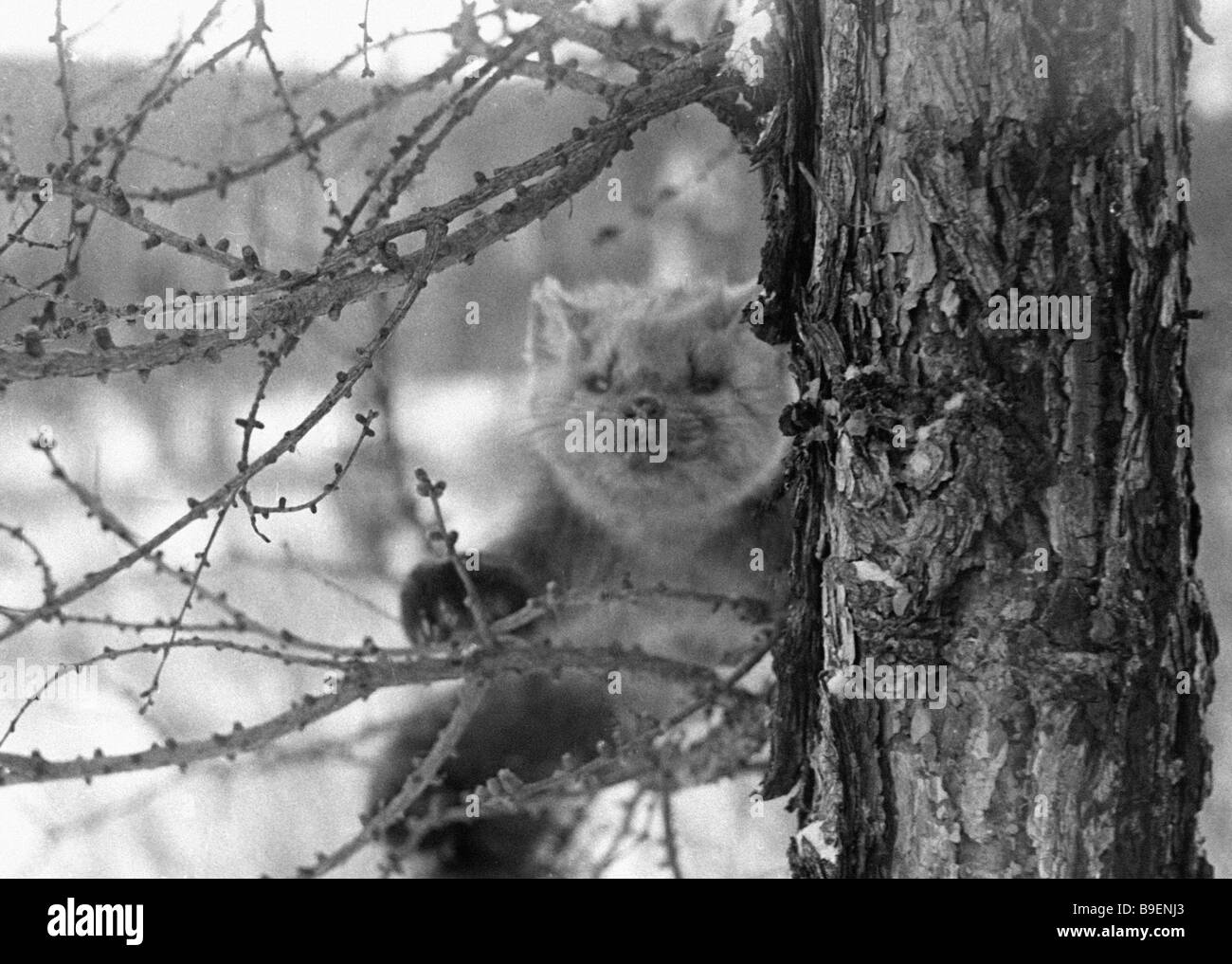 A sable on a tree Stock Photo - Alamy