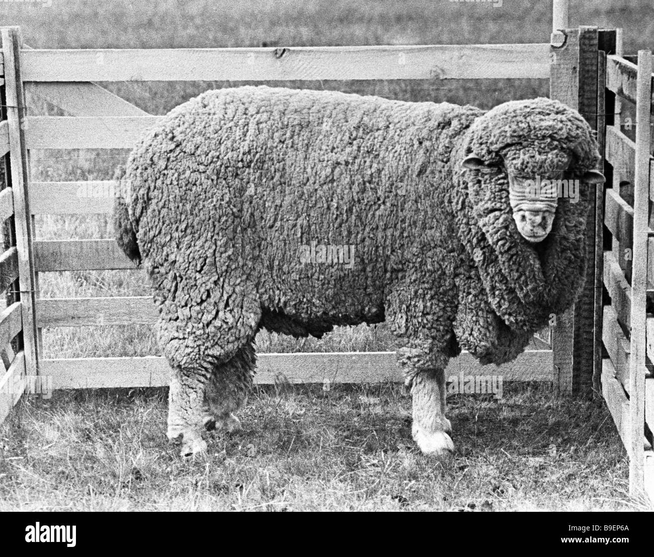 A pedigree sheep Stock Photo - Alamy