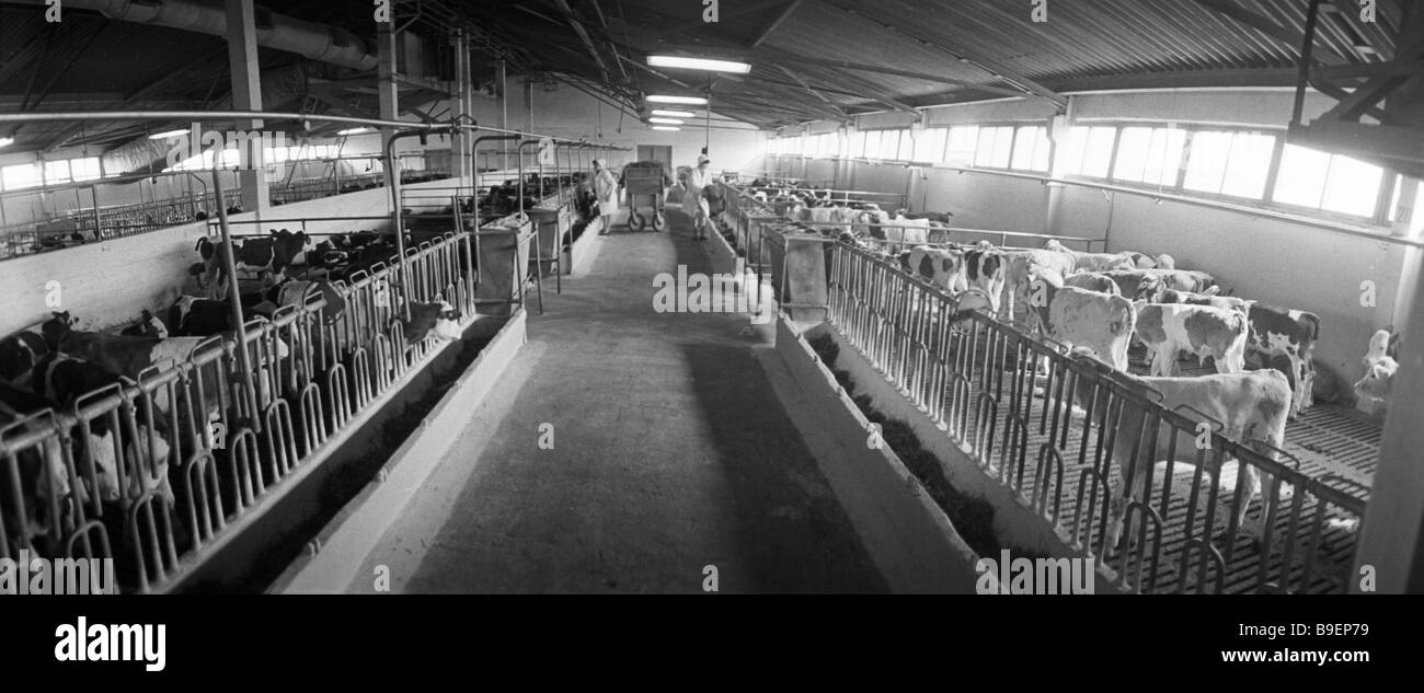 A modern animal unit of the Petrovsky state farm Stock Photo - Alamy