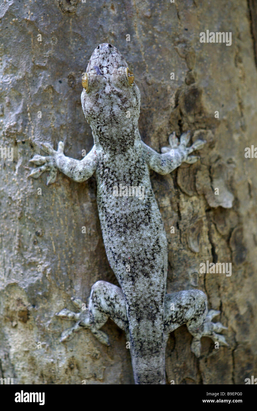 Boivinis velvet gecko hi-res stock photography and images - Alamy