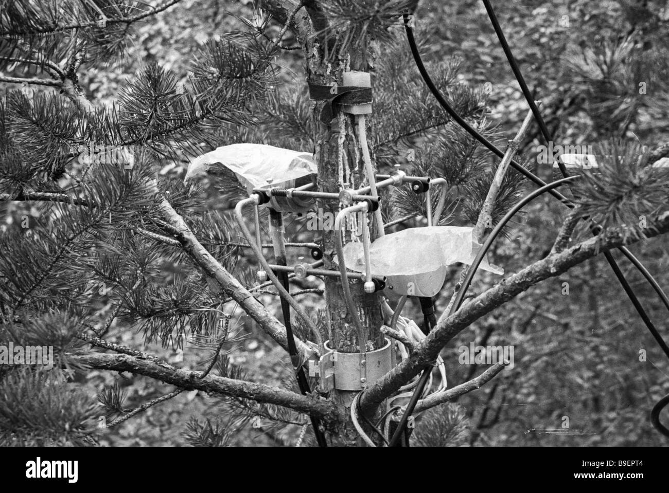 A system of physiological data sensors installed on pines at the ...
