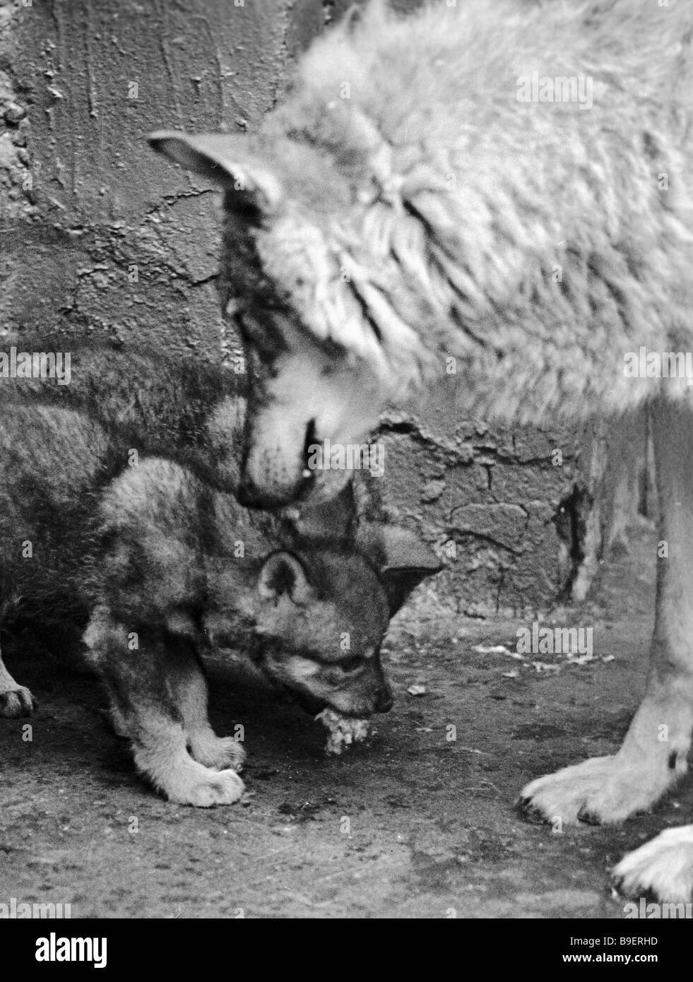 A female wolf with cubs the Moscow Zoo Stock Photo - Alamy