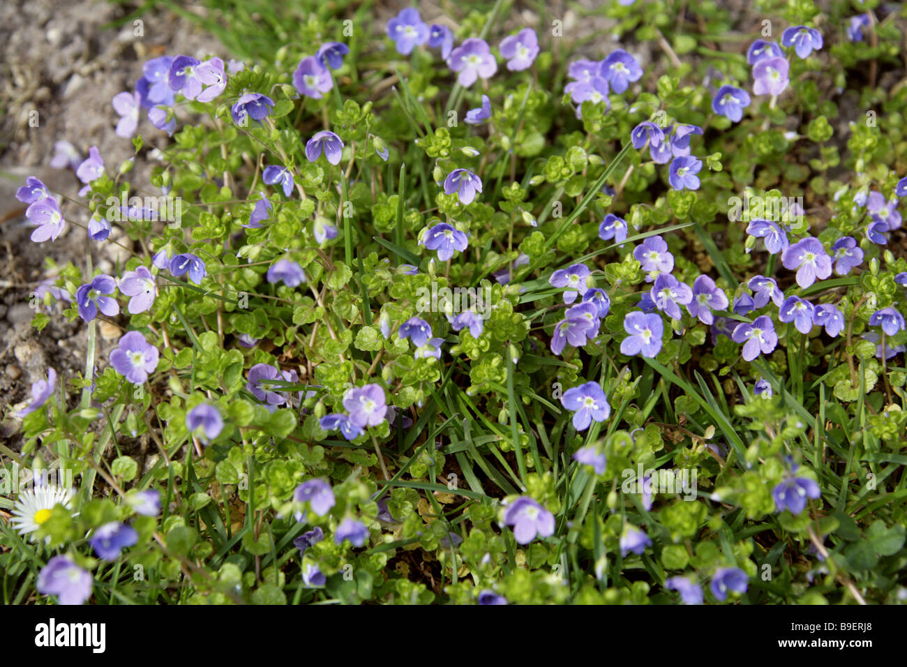 Common Field Speedwell, Veronica persica, Plantaginaceae ...