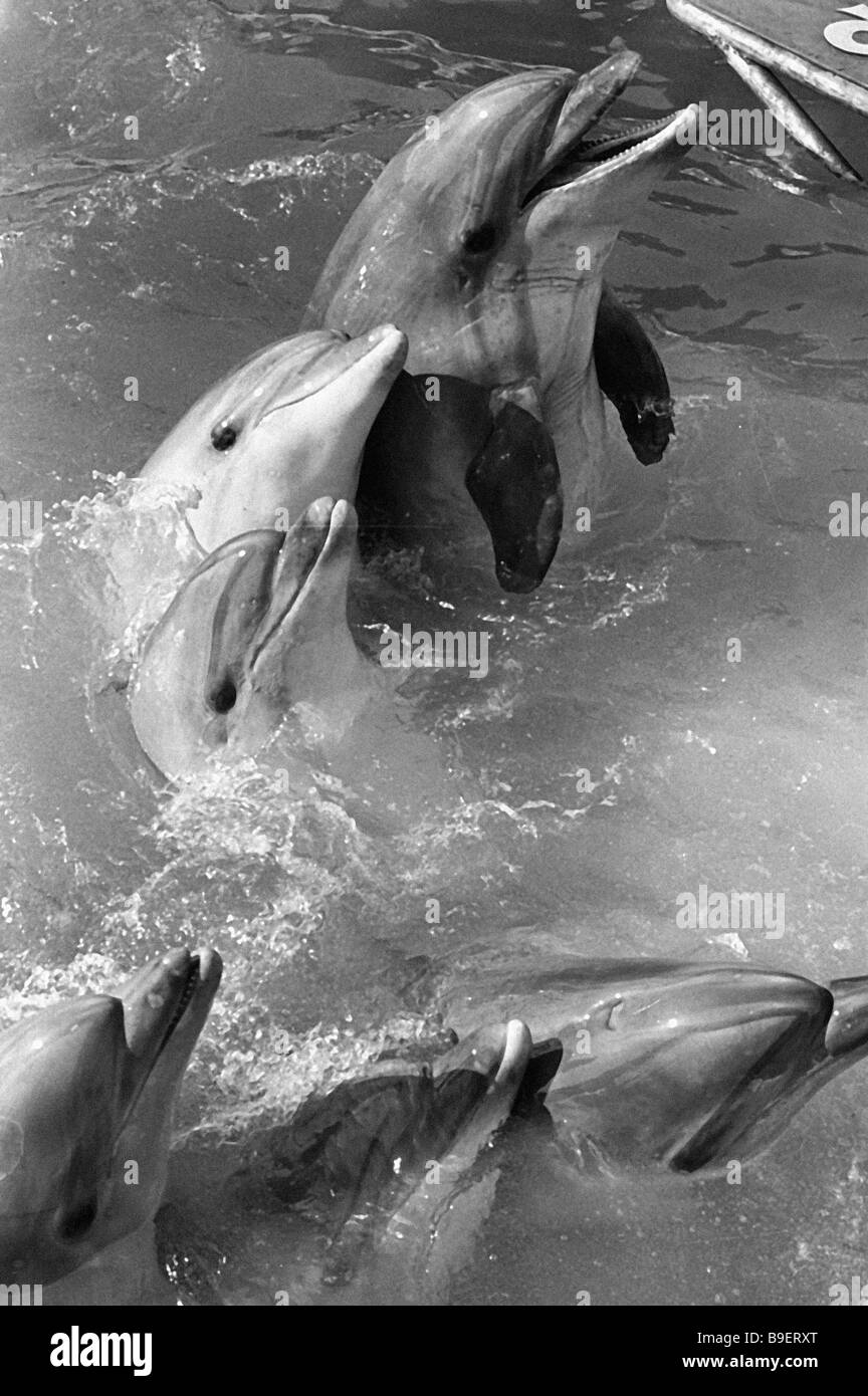 Dolphins from Batumi dolphinarium Stock Photo - Alamy