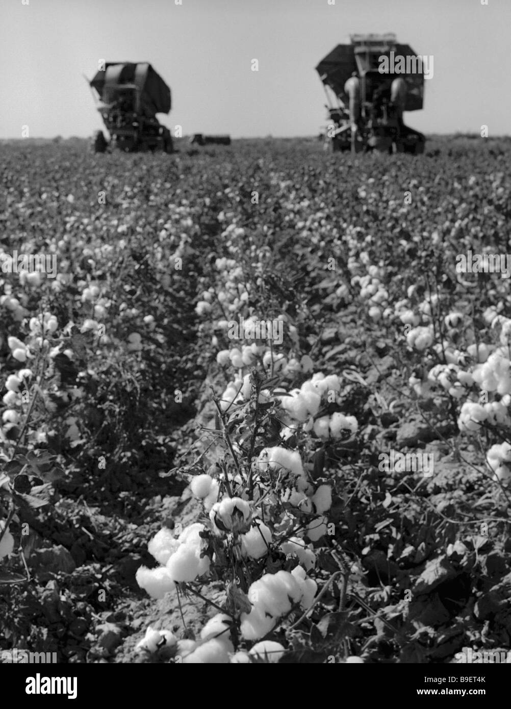 Picking Cotton Black and White Stock Photos & Images - Alamy