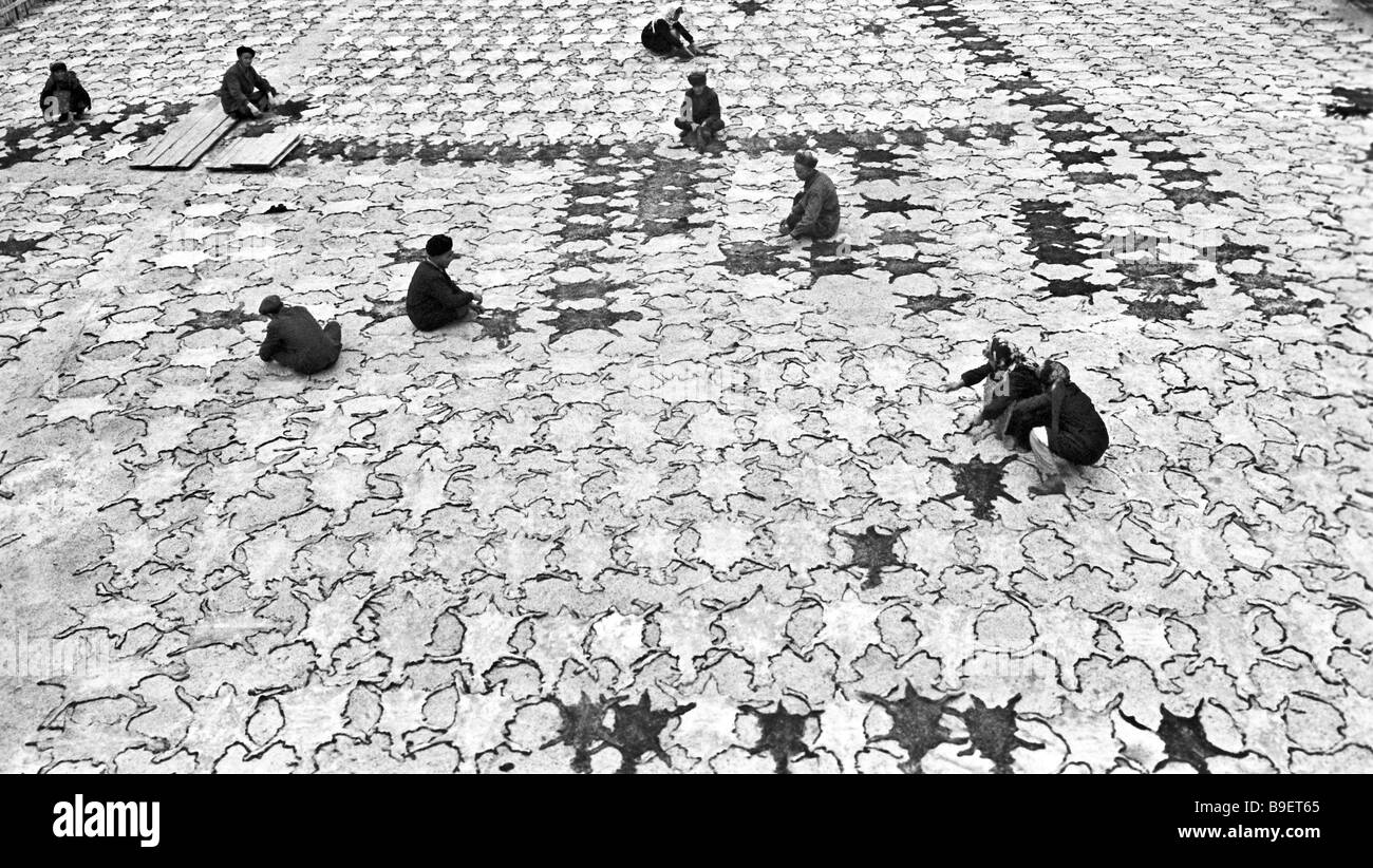 Drying karakul skins Stock Photo - Alamy