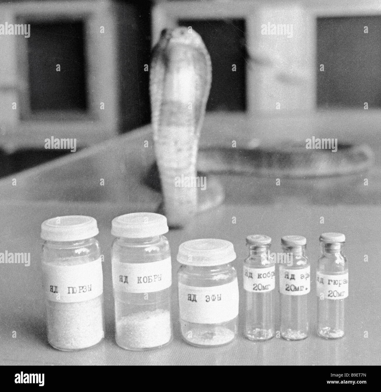 Dry snake poison in medical bottles at the herpetological laboratory ...