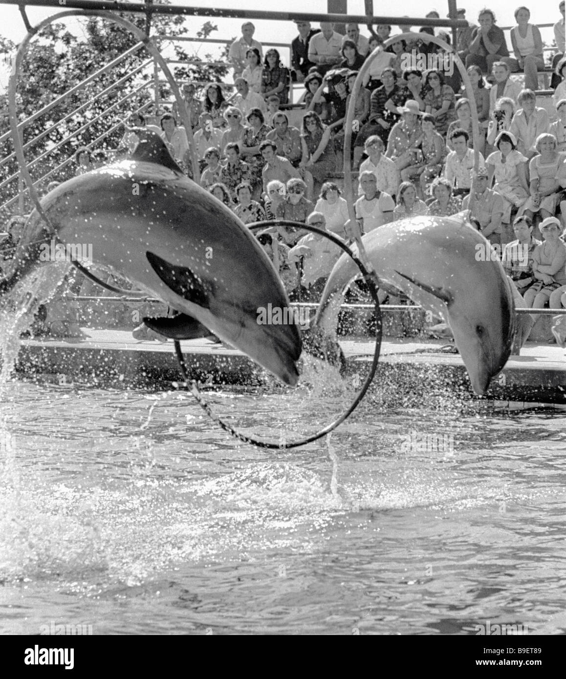 Dolphin performance in Batumi dolphinarium Stock Photo - Alamy
