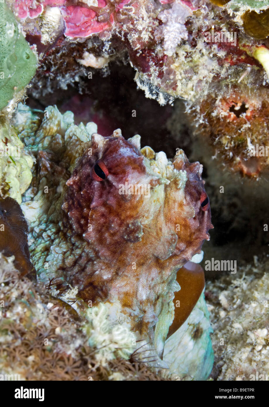 This common reef octopus surveys the territory near his home at Gurnard ...