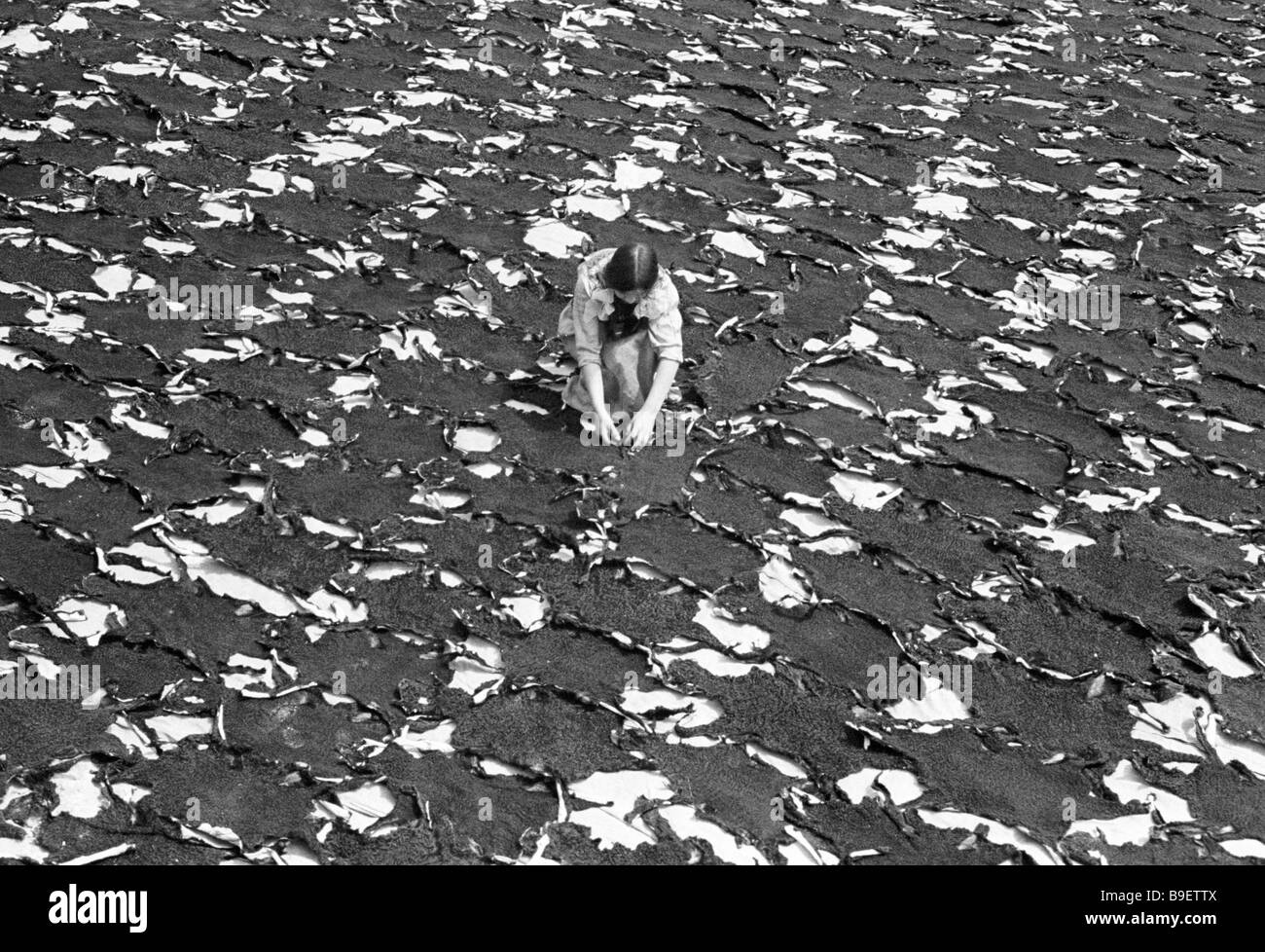 Astrakhan pelt drying Stock Photo - Alamy